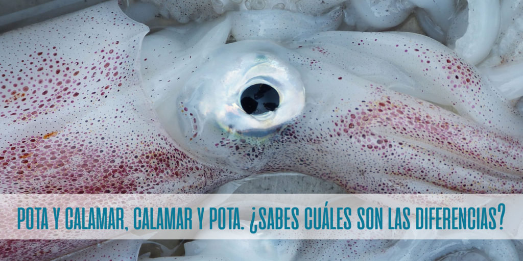 Pota y calamar, calamar y pota. ¿Sabes cuáles son las diferencias ...